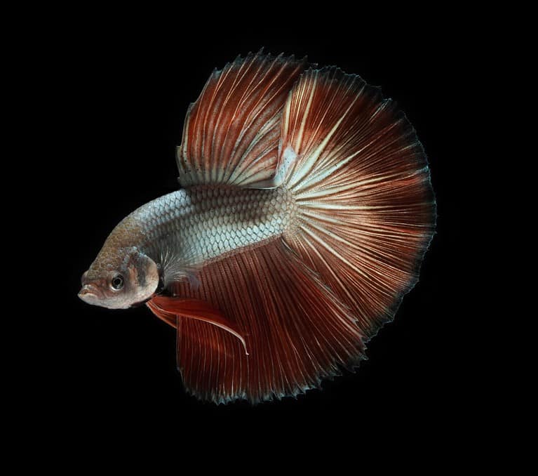 Discover the 20 Rarest and Most Unique Betta Fish Colors - A-Z Animals