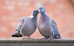 Do Pigeons Mate for Life? 7 Amazing Facts About These Loyal Birds - A-Z ...