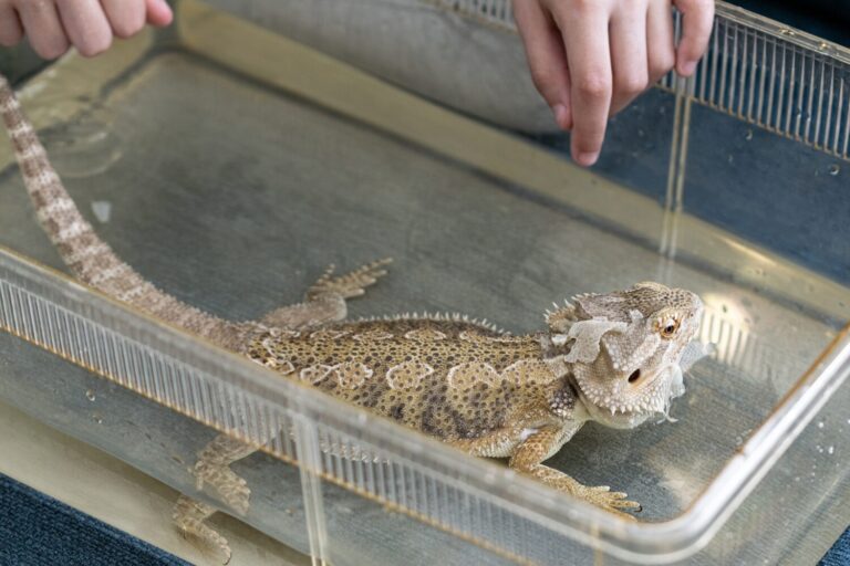 8 Common Reasons Your Bearded Dragon Is Puffing Up - A-Z Animals