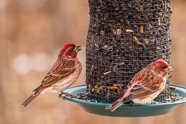 12 Types of Finch Birds with Pictures - A-Z Animals