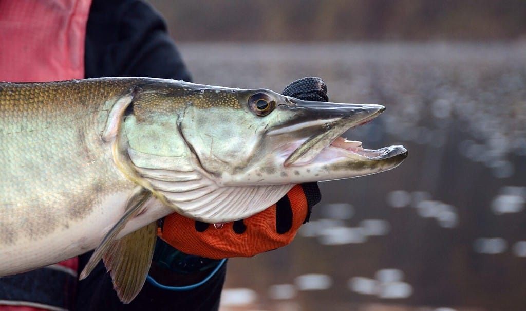 Lake Monsters: The 10 Biggest Trophy Fish Ever Caught in Indiana - A-Z ...