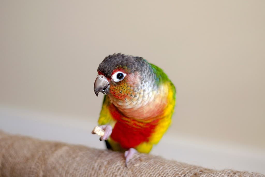 Green Cheek Conure Colors: Rarest to Most Common - A-Z Animals