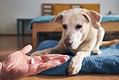 Drontal Plus Dosage Chart for Dogs: Risks, Side Effects, Dosage, and ...