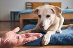 Drontal Plus Dosage Chart for Dogs: Risks, Side Effects, Dosage, and ...