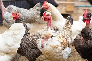 Naked Neck Chicken: Characteristics, Egg Production, Price, and More ...