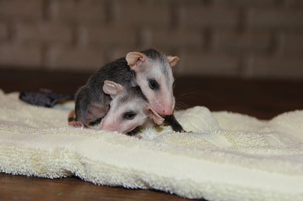 How to Tell the Age of an Opossum - A-Z Animals