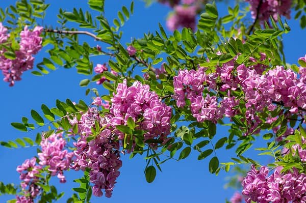 Beautiful Purple Flowering Trees can Add Color to Your Yard - A-Z Animals