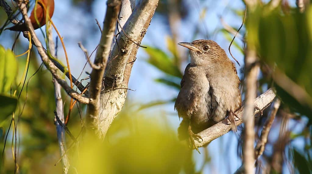 Discover 24 Amazing Birds That Start With Z - A-Z Animals