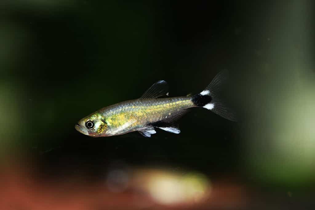 16 Ideal Tank Mates to Pair With Neon Tetras - A-Z Animals