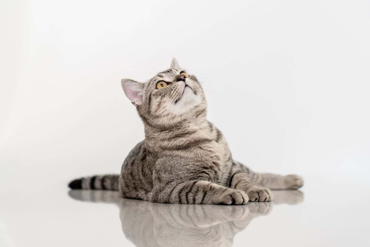 Discover the 10 Different Tabby Cat Colors (Rarest to Most Common) - A ...