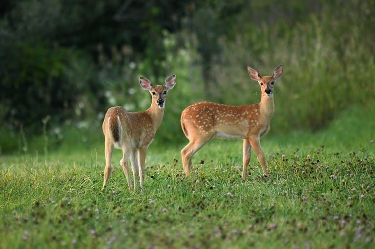 The Animals of Indiana Dunes National Park - A-Z Animals