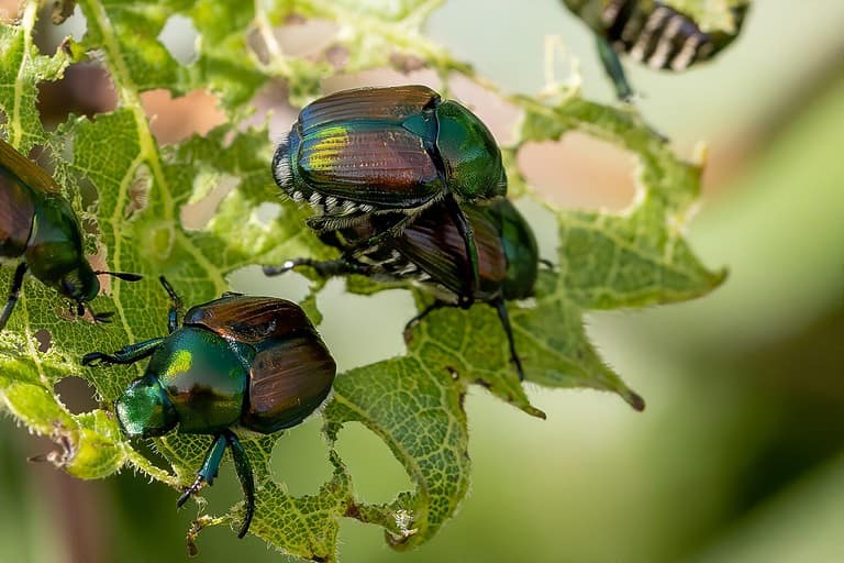 The Secret Lives of Ground Beetles in Your Backyard - A-Z Animals