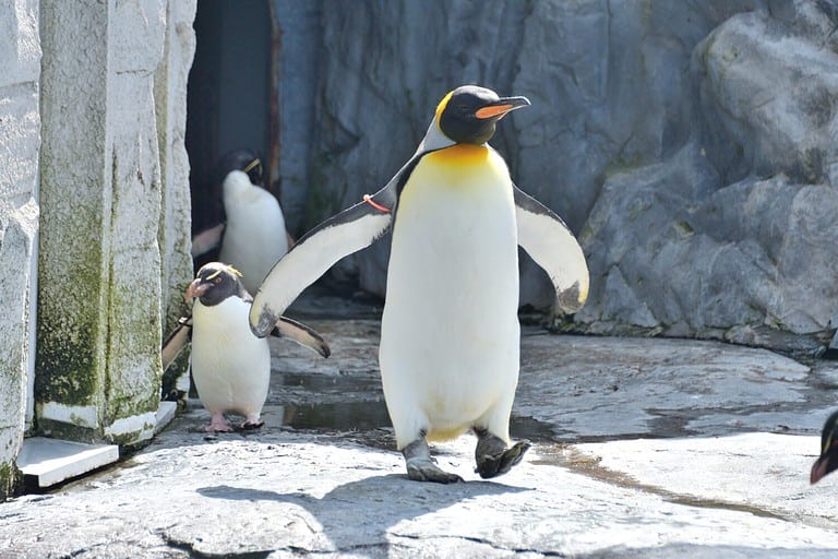 Discover How Penguins Stay Warm in Their Frigid Habitat - A-Z Animals