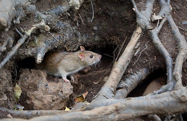 How to Accurately Identify Rat Holes in Your Yard and What to Do Next - A-Z Animals