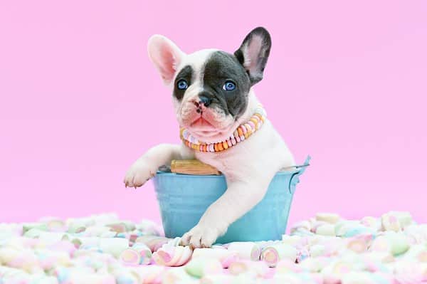 French Bulldog Colors: Full List from Most Common to Rarest - A-Z Animals