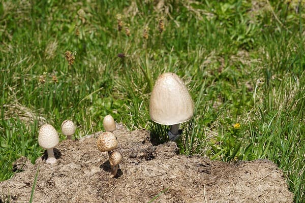 2 Mushrooms that Look Like Liberty Caps - A-Z Animals