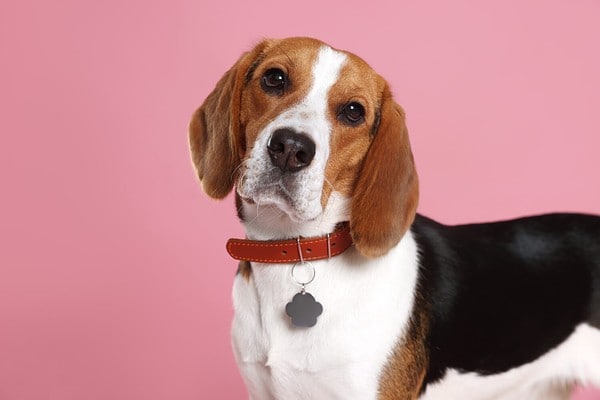 How Smart Are Beagles? Everything We Know About Their Intelligence - A ...