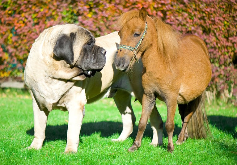 These Gentle Giants Are the World's Heaviest Dog Breeds - A-Z Animals ...
