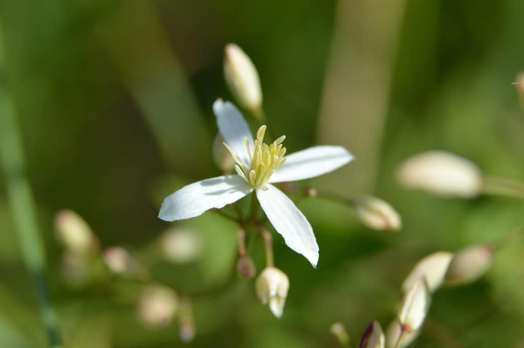 15 Beautiful Flowers That Start with U - A-Z Animals