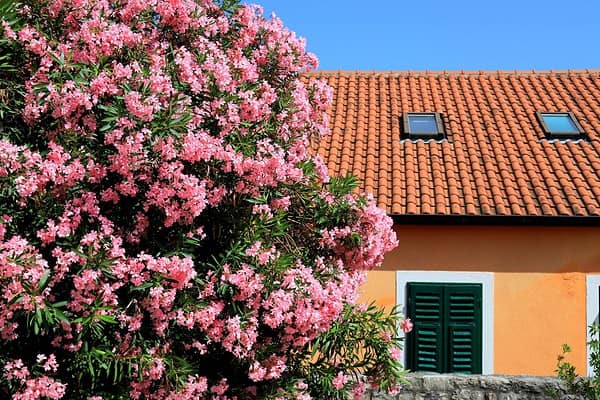 14 Beautiful Pink Flowering Trees in Florida - A-Z Animals
