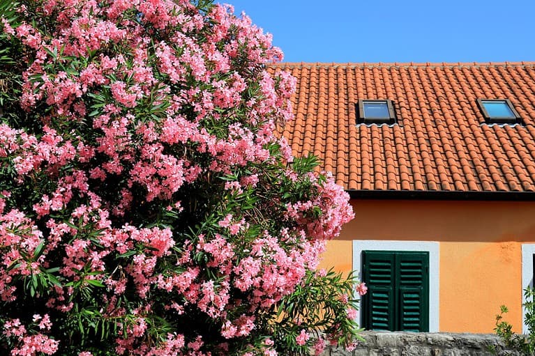 14 Beautiful Pink Flowering Trees in Florida - A-Z Animals