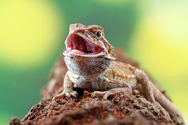 8 Common Reasons Your Bearded Dragon Is Puffing Up - A-Z Animals