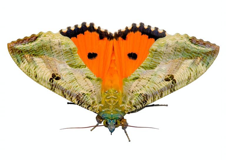 The Complete List of 12 Animals With Scales - A-Z Animals