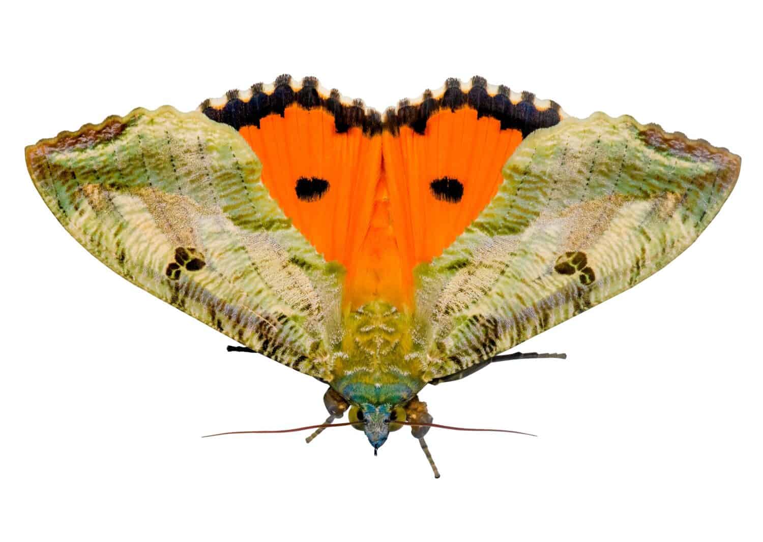 The Complete List of 12 Animals With Scales - A-Z Animals