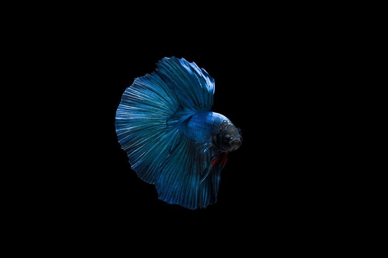 Discover the 20 Rarest and Most Unique Betta Fish Colors - A-Z Animals