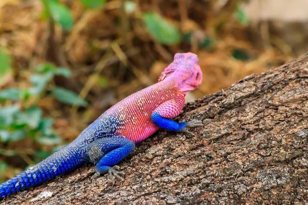 Discover the Many Colors Of Lizards (Rarest to Most Common) - A-Z Animals