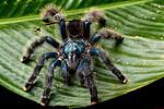 Tarantula Habitats Explained, From Tree Tops to Tunnels - A-Z Animals