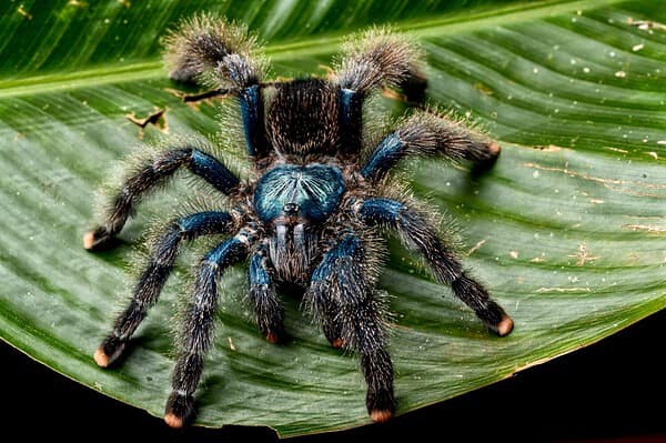 Tarantula Habitats Explained, From Tree Tops to Tunnels - A-Z Animals