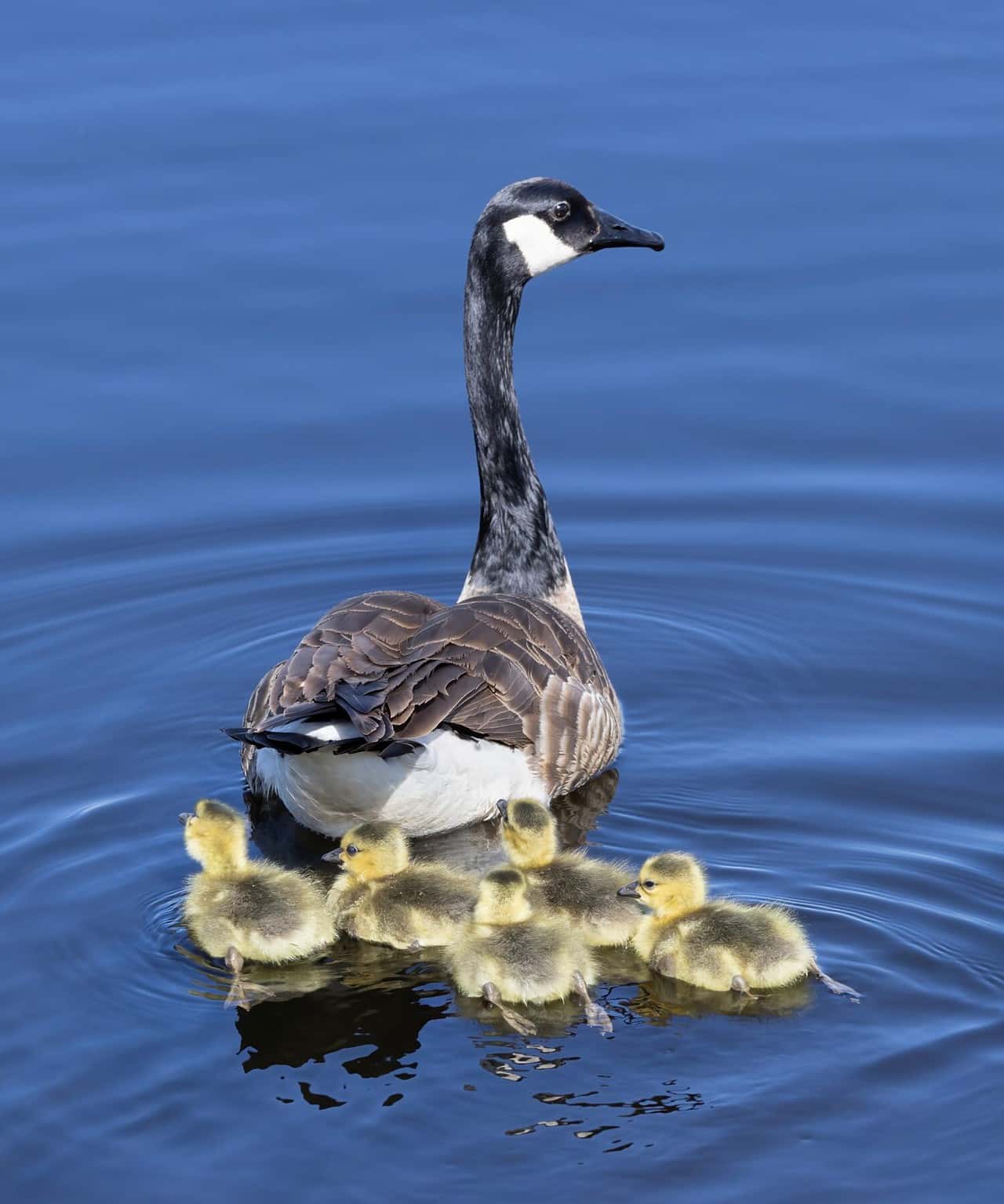 How a Pet Goose Won Millions of Fans by Guarding His Owner - A-Z Animals