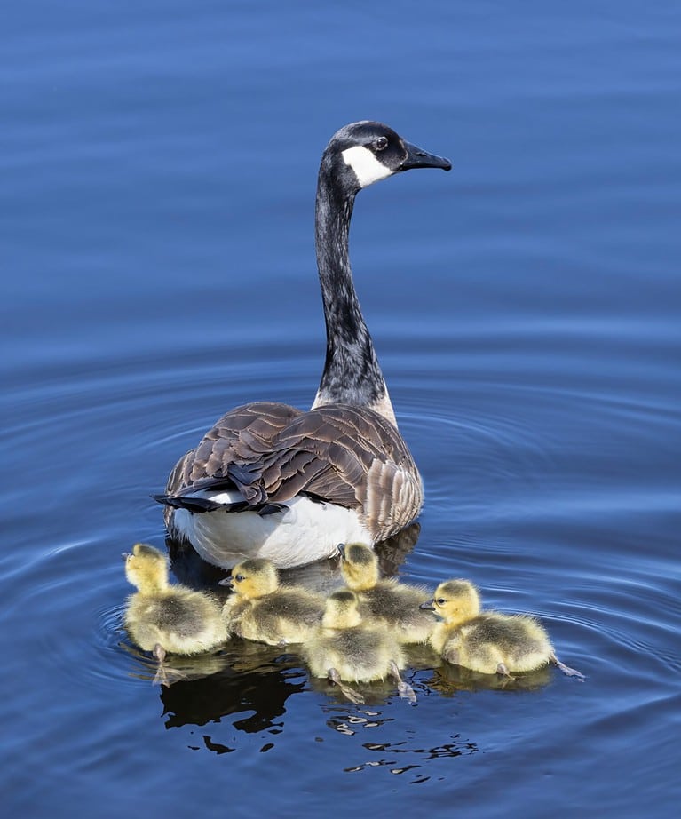 How a Pet Goose Won Millions of Fans by Guarding His Owner - A-Z Animals