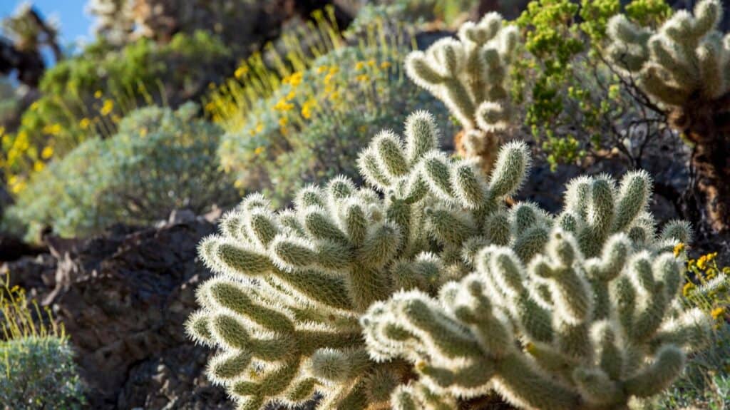 Teddy Bear Cactus - A-Z Animals