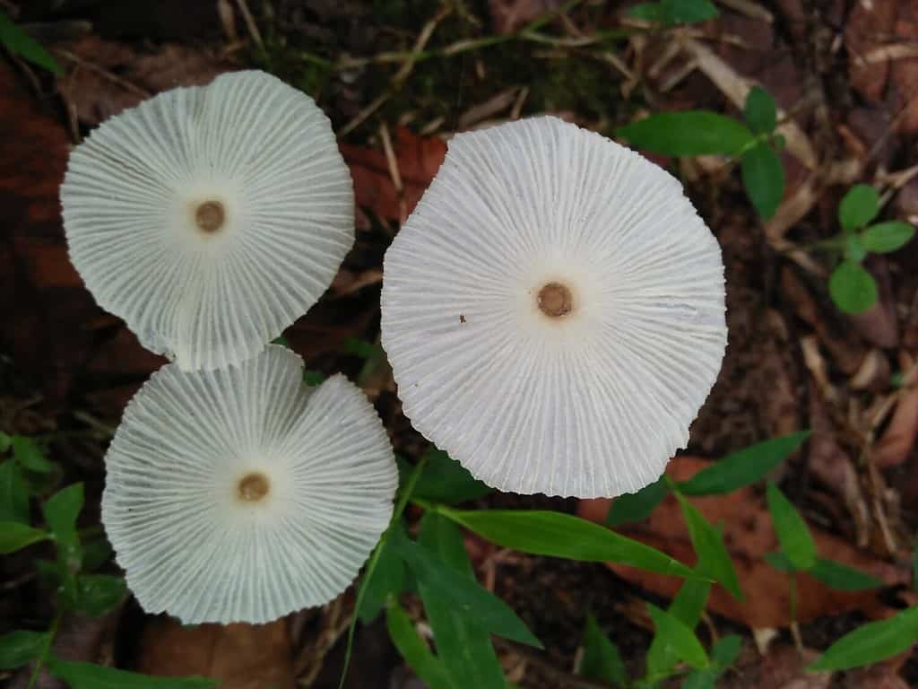 5 Mushrooms that Look Like Flowers - A-Z Animals