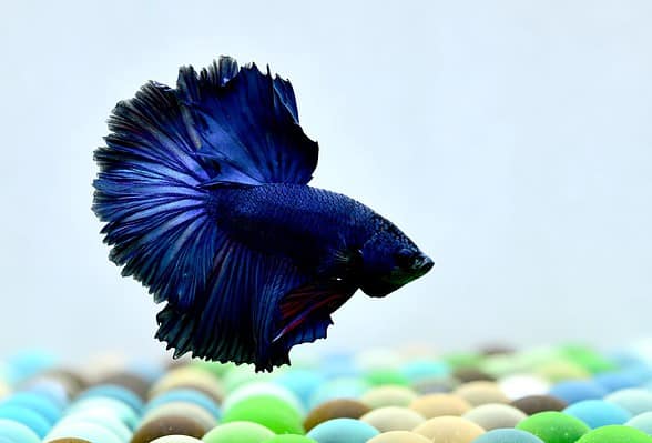 Discover the 20 Rarest and Most Unique Betta Fish Colors - A-Z Animals