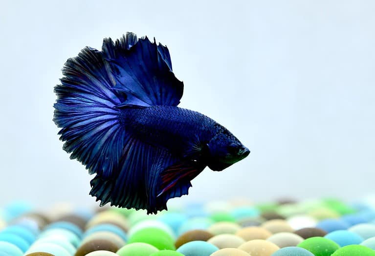 Discover the 20 Rarest and Most Unique Betta Fish Colors - A-Z Animals