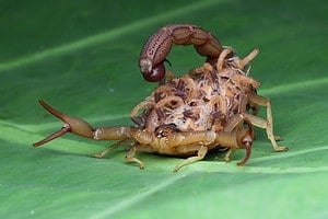 Nature’s Multi-Eyed Marvels: 16 Examples - A-Z Animals