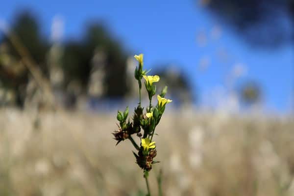 15 Beautiful Flowers That Start with U - A-Z Animals