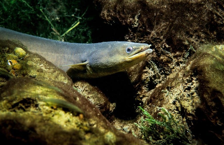 Baby Eel: 10 Pictures and 10 Amazing Facts - A-Z Animals