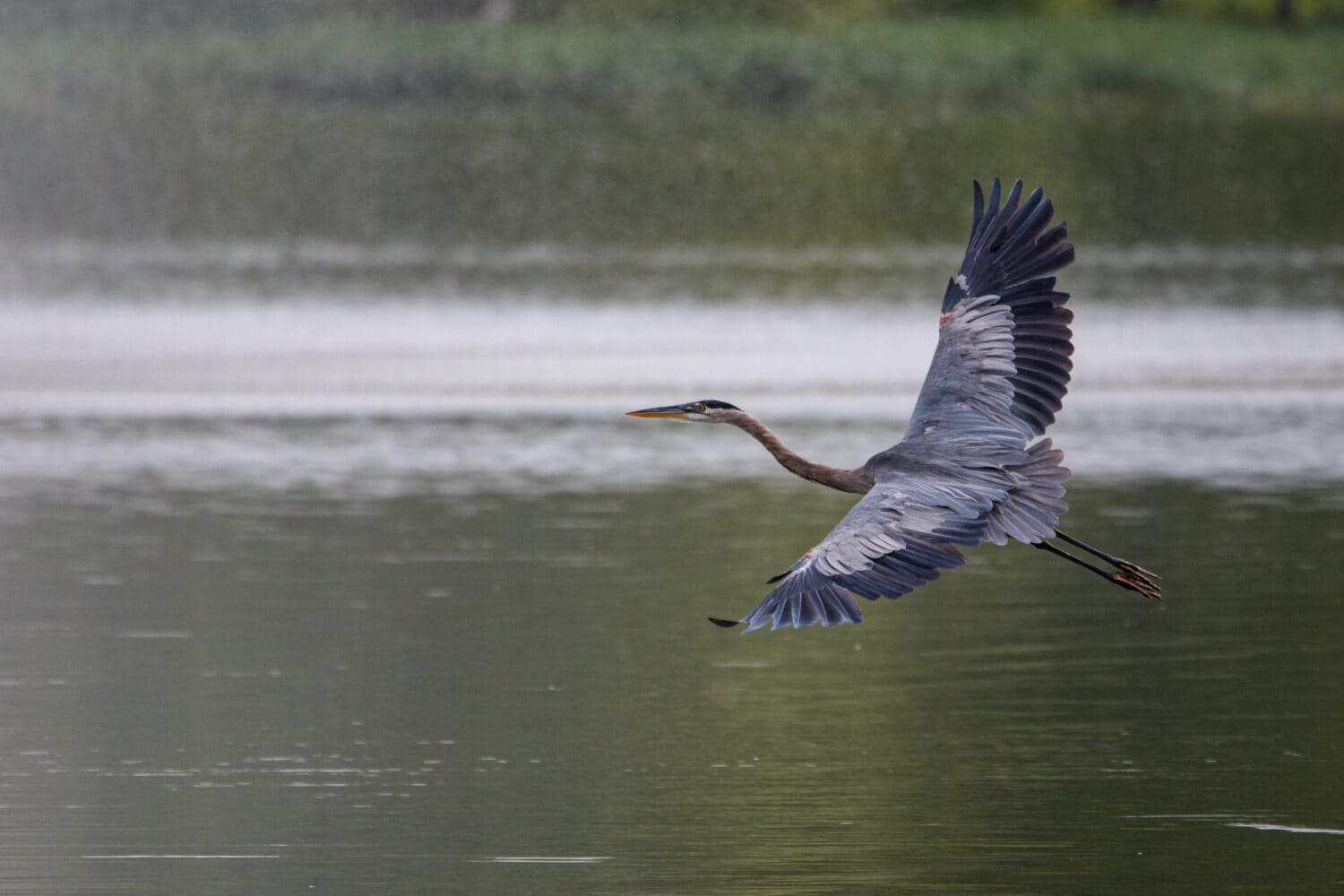 These U.S. Birds Have the Largest Wingspans - A-Z Animals