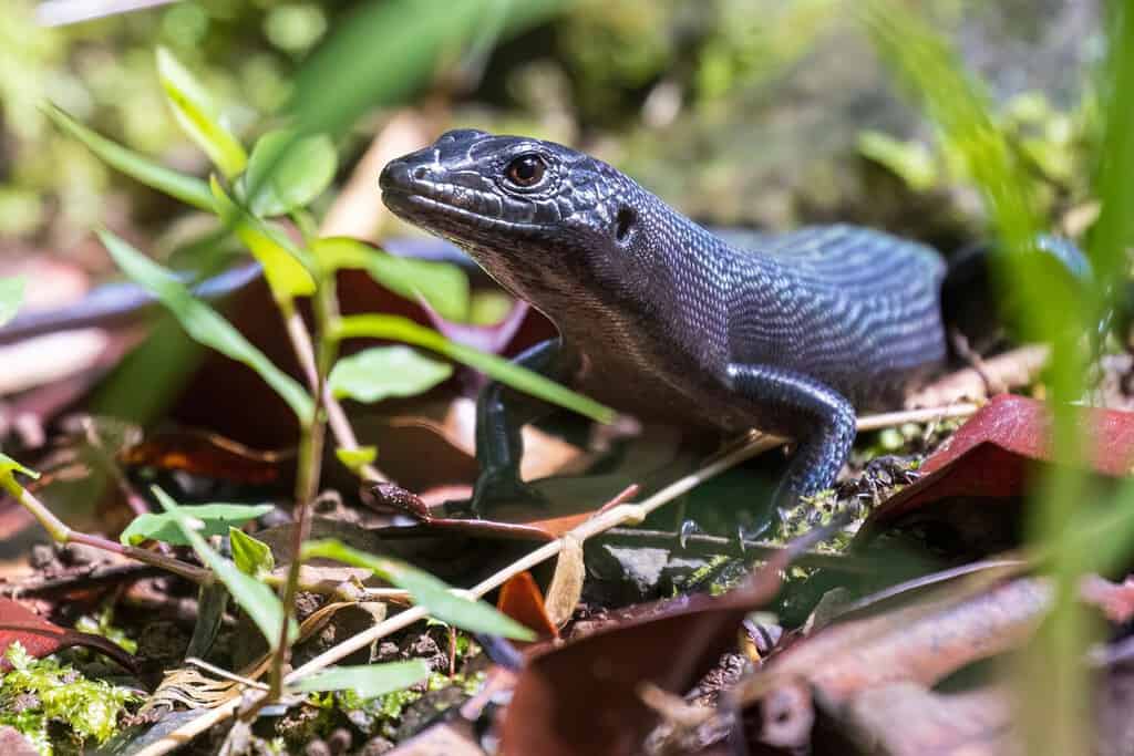 Discover the Many Colors Of Lizards (Rarest to Most Common) - A-Z Animals