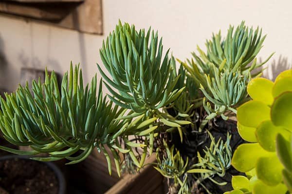 Dudleya Succulent 101 - A-Z Animals