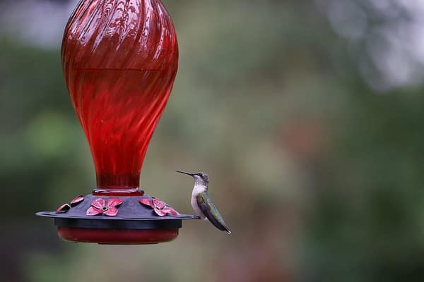 Discover the 12 Types of Bird Feeders to Attract a Variety of Birds to ...