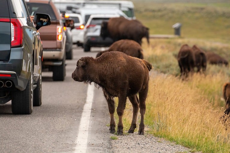 Bison Stampede in Yellowstone in Incredible Footage - A-Z Animals