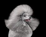 How to Train Your Poodle: The 5 Best Methods and Tips - A-Z Animals