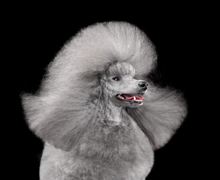 Toy Poodle Colors: Rarest to Most Common - A-Z Animals