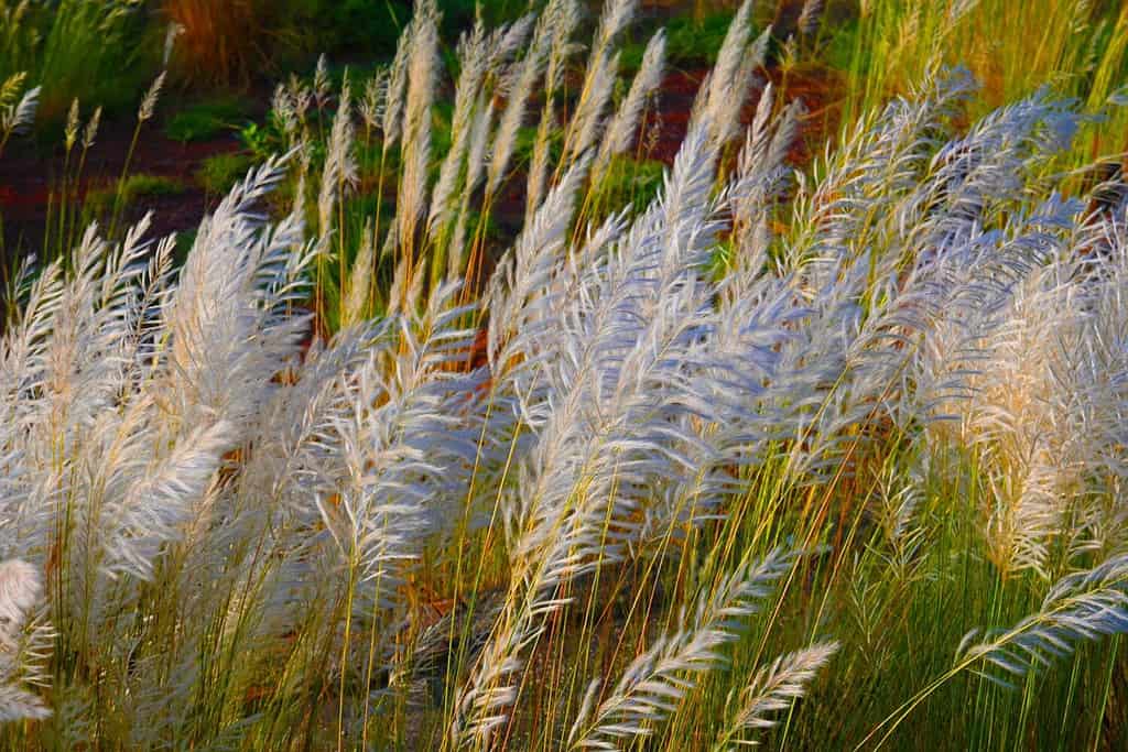 The 23 Best Ornamental Grasses for Zone 6 - A-Z Animals