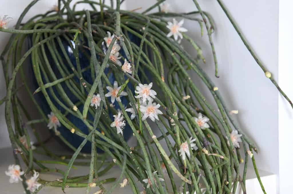 Mistletoe Cactus 101 - A-Z Animals